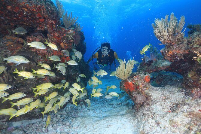 Two Tanks Scuba Diving for Beginners in Cancun - The Experience: What’s It Like in Practice?