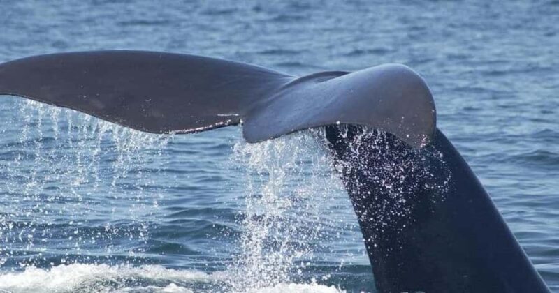 Tybee Island Marine Science Center Entry Ticket - Who Will Love This Experience?