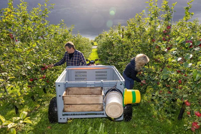 Tyssedal: Cider Tasting Tour - A Journey into Norway’s Apple and Cider Heritage