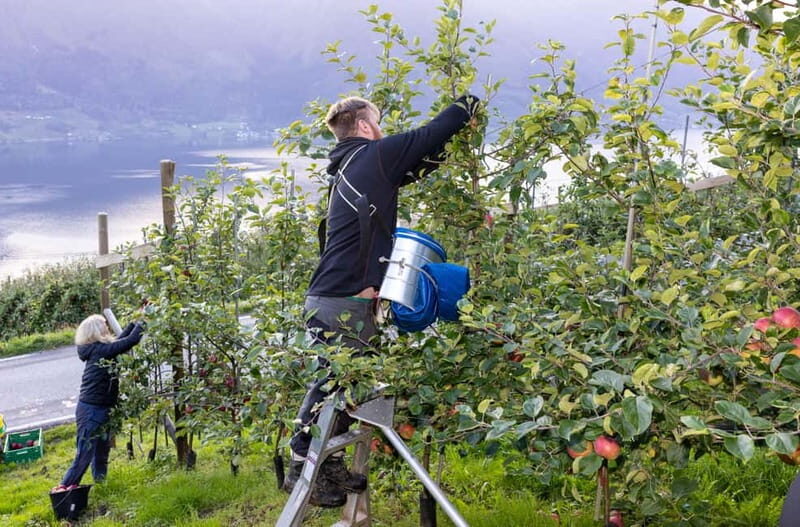 Tyssedal: Cider Tasting Tour - Authenticity and Enjoyment: What Travelers Say
