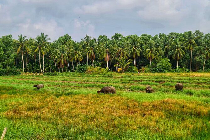 U Minh Thuong Forest and Pineapple Villages - A Deep Dive into the Tour Experience