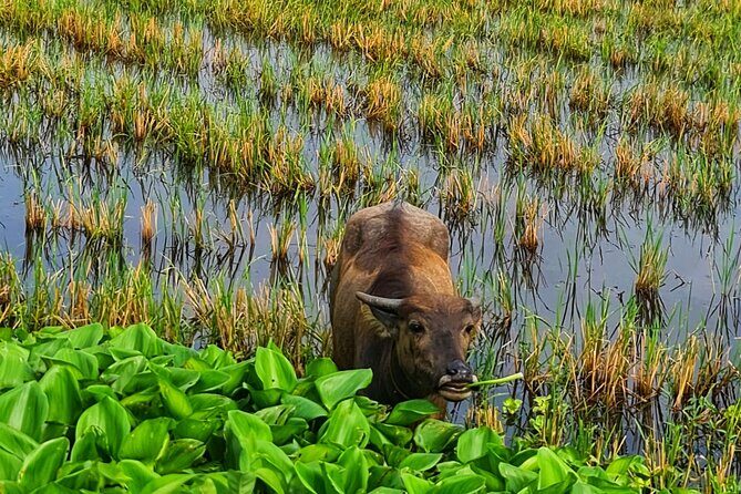 U Minh Thuong Forest and Pineapple Villages - FAQs