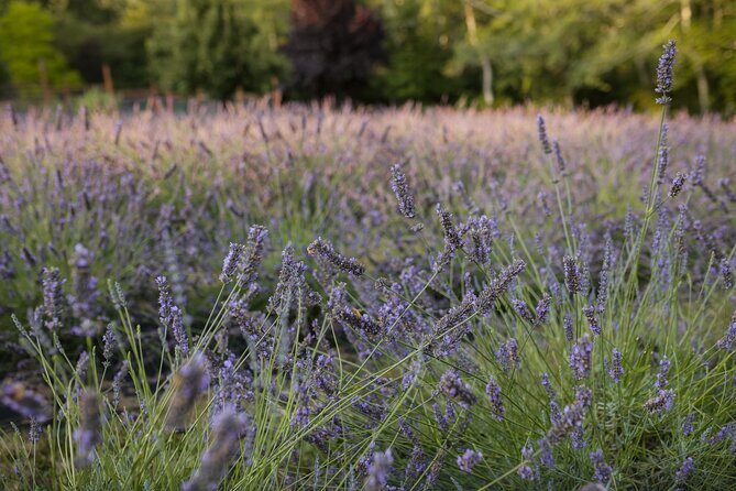 U-Pick Lavender Experience on Bainbridge Island - Who Will Love This Tour?