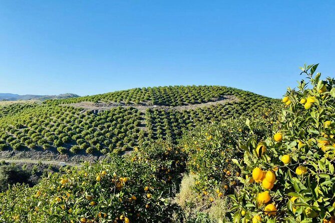 U-Pick - Tangerine and Lemon Picking at Sunmist Tangerine Farm - The Itinerary: What You Can Expect