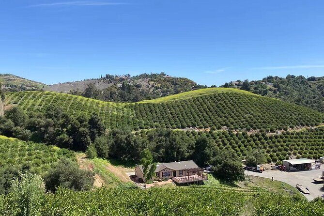 U-Pick - Tangerine and Lemon Picking at Sunmist Tangerine Farm - How Does It Compare to Other Temecula Experiences?