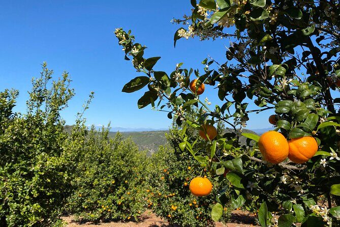 U-Pick - Tangerine and Lemon Picking at Sunmist Tangerine Farm - Value for Money: Is It Worth It?