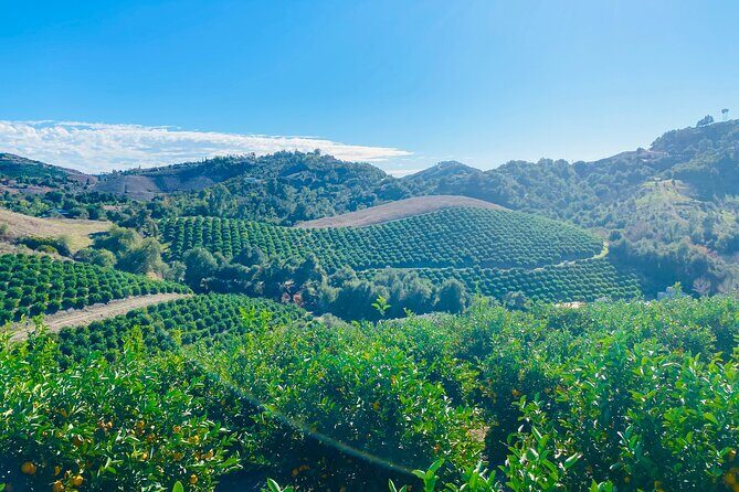 U-Pick - Tangerine and Lemon Picking at Sunmist Tangerine Farm - Who Will Love This Tour?
