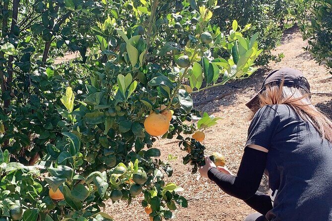 U-Pick - Tangerine and Lemon Picking at Sunmist Tangerine Farm - Frequently Asked Questions
