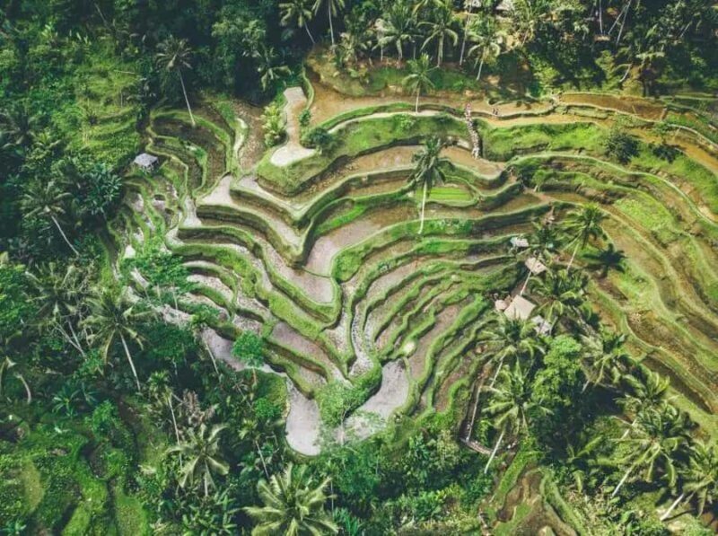 Ubud: 3-Day Tour with Sacred Monkey Forest Sanctuary. - What We Like and What to Consider