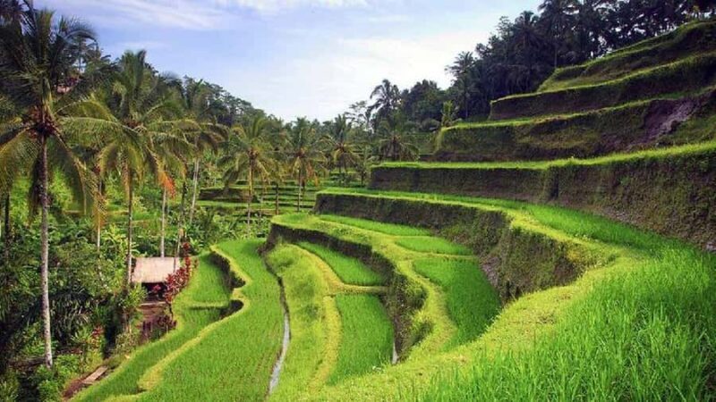 Ubud 3-in-1: Swing, Zipline & SkyBike Adventure - The Sum Up