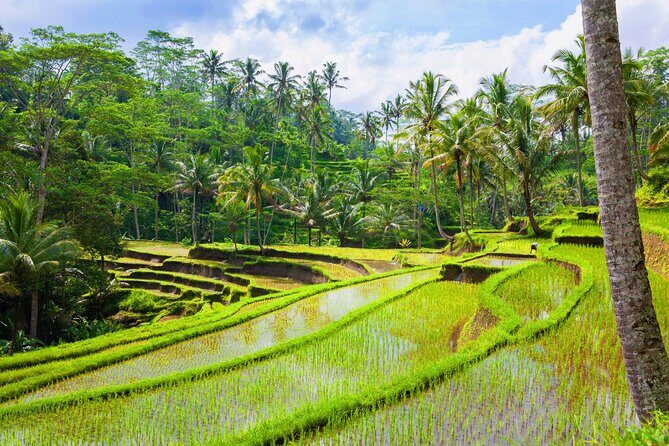 Ubud Adventure: Forest, Swing and Holy Spring - The Value of This Tour
