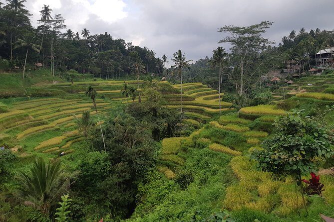 Ubud All Inclusive Sightseeing Tour - What’s Included and What’s Not