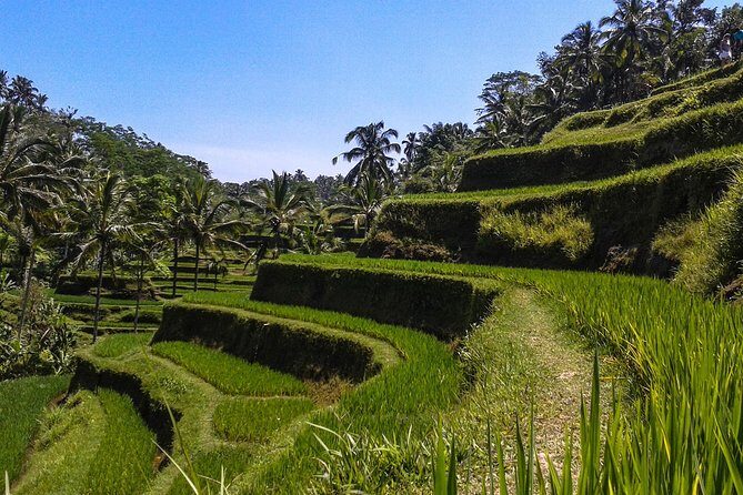 Ubud And Sunset Tanah Lot Tour - Exploring Bali’s Highlights in One Day