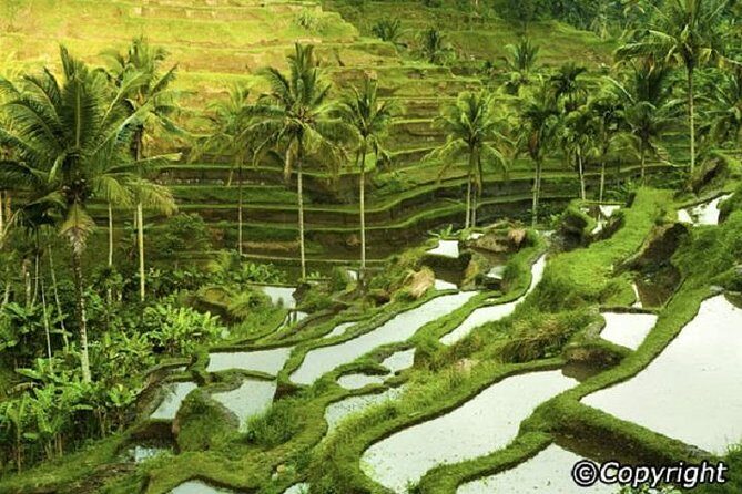 Ubud And Sunset Tanah Lot Tour - Who Will Love This Tour?