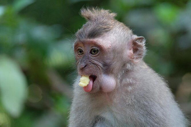 Ubud Art, Monkey Forest and Rice Terrace Tour - Practicalities and Considerations