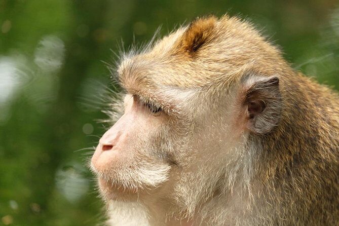 Ubud Art, Monkey Forest and Rice Terrace Tour - FAQs