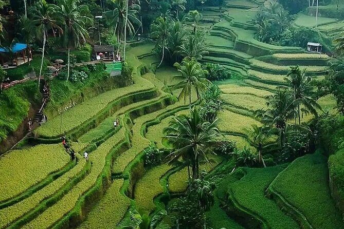 Ubud Bali Driver ( Custom Tour) - Who Should Book This Tour?