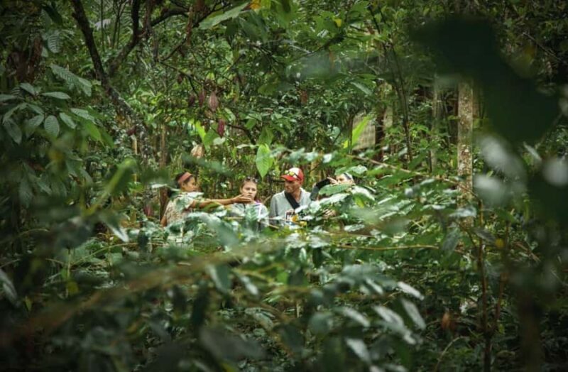 Ubud: Bali Pulina Tour with Swing & Tegallang Rice Terrace - The Sum Up