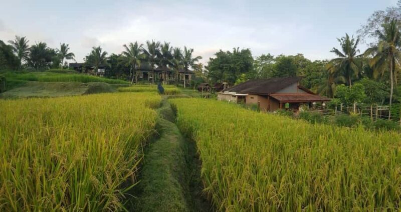Ubud: Balinese Culture and Farming Experience with Lunch - Authentic Experiences and Value