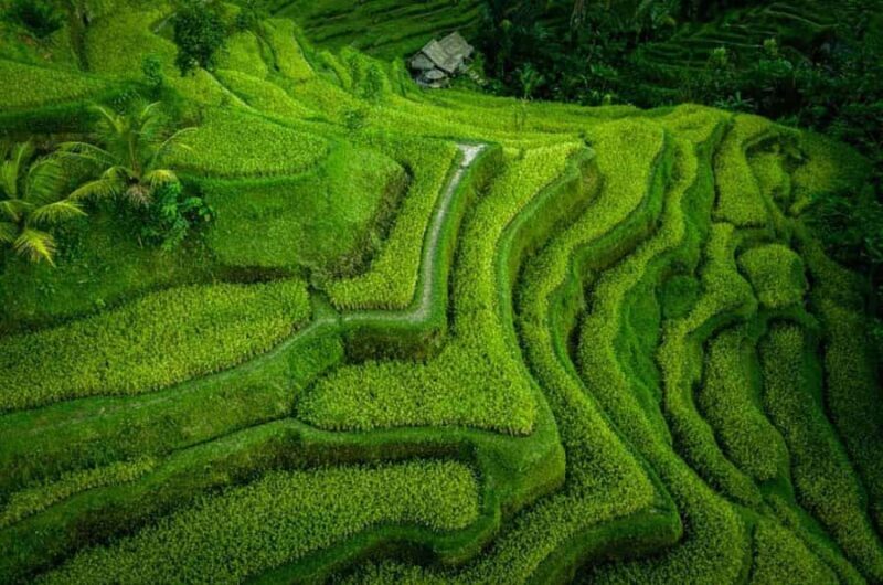 Ubud : Balinese House, Hidden Rice Field, & Coffee Break - Final Thoughts