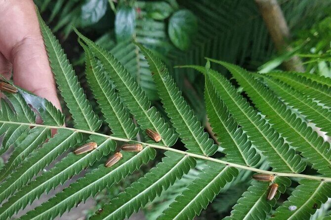 Ubud: Balinese Village Life, Organic Farm Dinner and Firefly Tour - A Genuine Look at Balinese Village Life