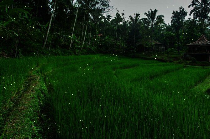 Ubud: Balinese Village Life, Organic Farm Dinner and Firefly Tour - Dinner: A Farm-to-Table Feast
