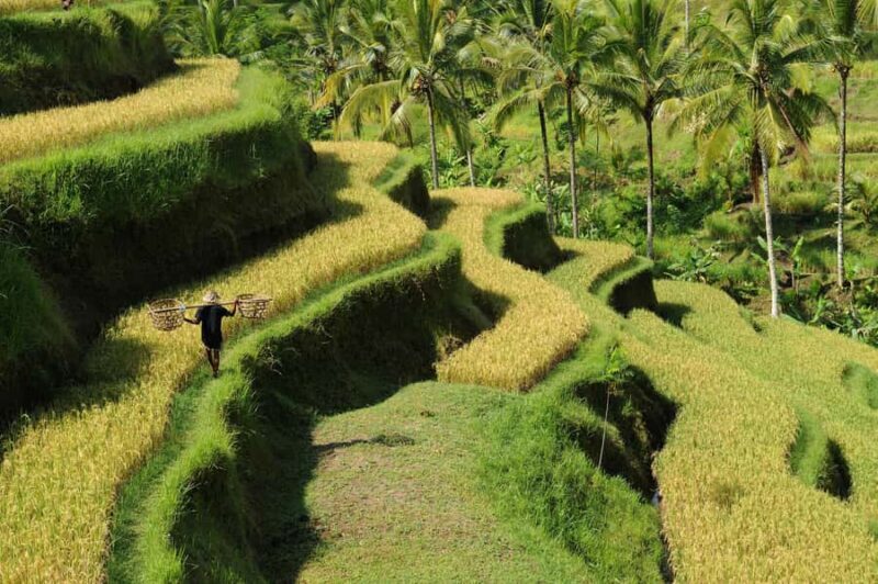 Ubud: Bali's 3 Epic Waterfall, Rice Terrace, and Temple Tour - FAQ
