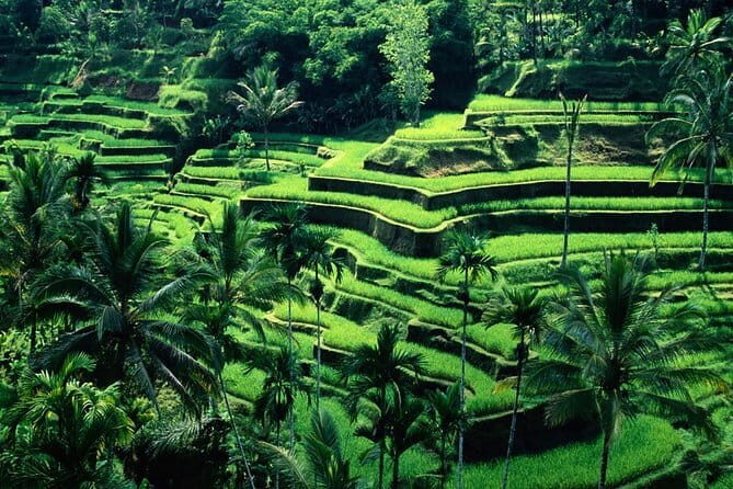 Ubud - Best central one day Tour - Key Points