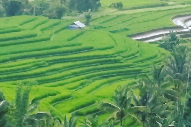 Ubud Buggy Adventure & Costumize Activities & cultural tours - Who This Tour Is Perfect For