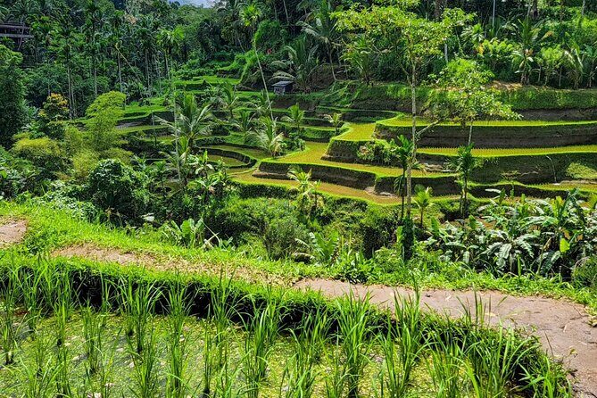 Ubud Car Hire With Driver : Customize Your Trip in Ubud Area - Key Points