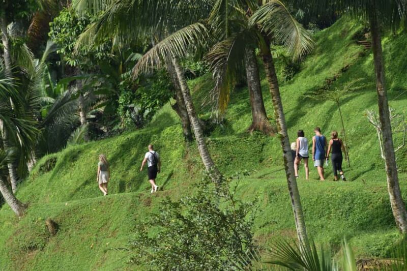 Ubud: Classic VW Safari to Waterfall, Swing & Rice Terraces - Monkeying Around at Sacred Monkey Forest