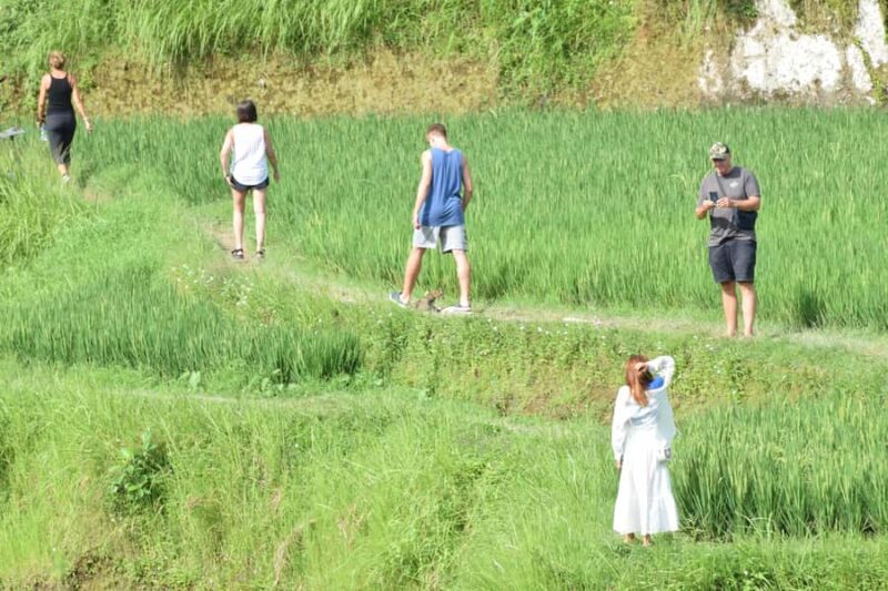 Ubud: Classic VW Safari to Waterfall, Swing & Rice Terraces - How the Tour Adds Value