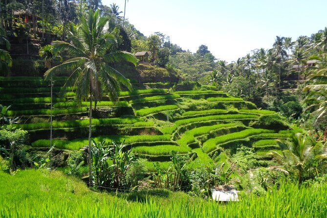 Ubud Costumize Tours - Who Is This Tour Best For?