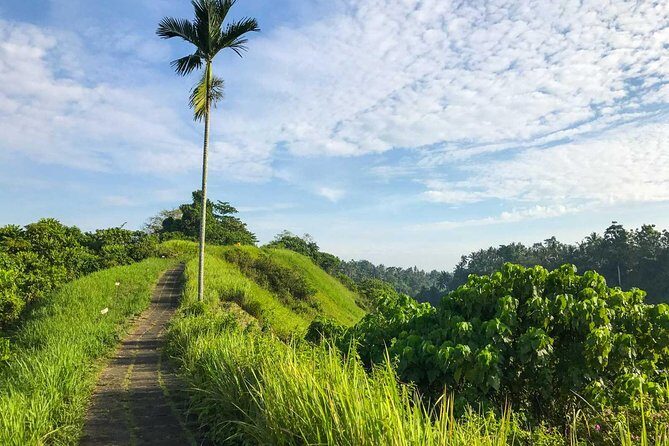 Ubud Countryside Tour: Campuhan Ridge Walk and Rice Terrace - Who Is This Tour Best Suited For?
