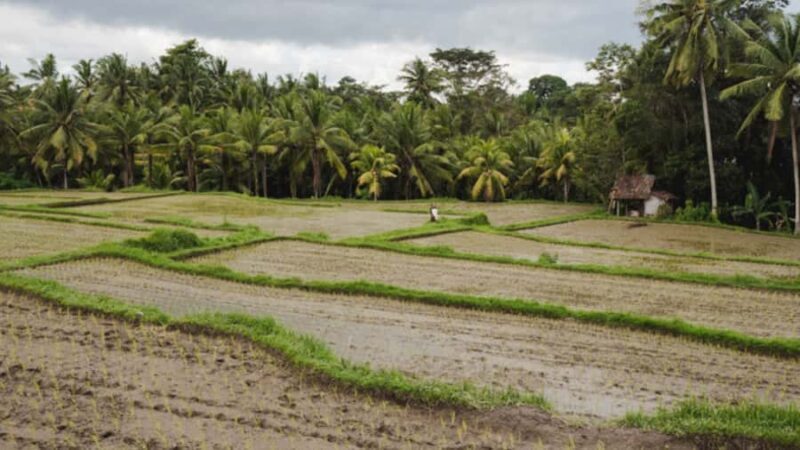 Ubud: Cultural and Nature Tour with Waterfall and Swing - Final Thoughts