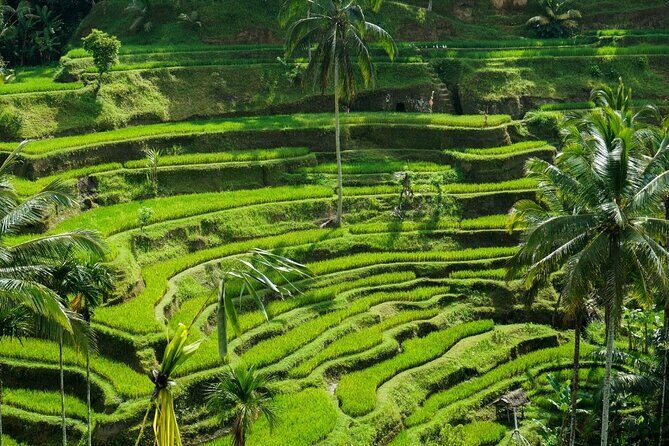 Ubud Culture Fullday Tour - Who Should Book This Tour?