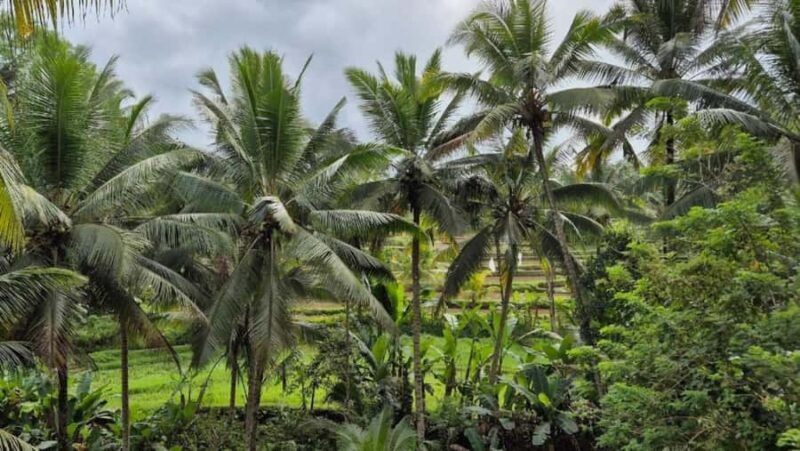 Ubud: Customised Ubud Full Day Tour with Private Driver - Key Points