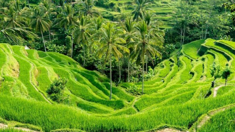 Ubud: Customised Ubud Full Day Tour with Private Driver - Exploring Ubud with a Custom Touch