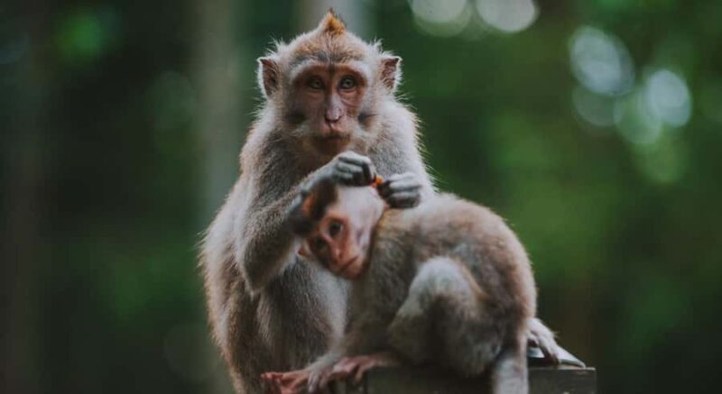 Ubud: Customised Ubud Tour with Private Driver Experience - An In-Depth Look at the Tour Experience