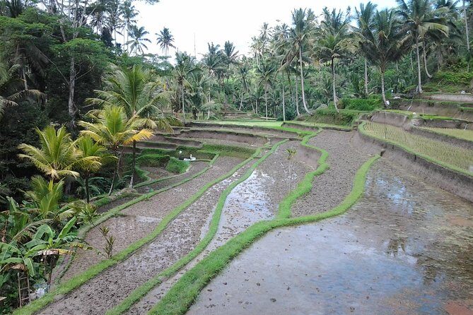 Ubud Customized Private Tour - Tegalalang Rice Terrace and Bali Swing