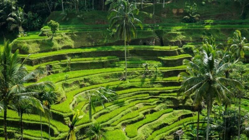 Ubud: Customized Ubud Fullday Tour With Private Driver - Key Points
