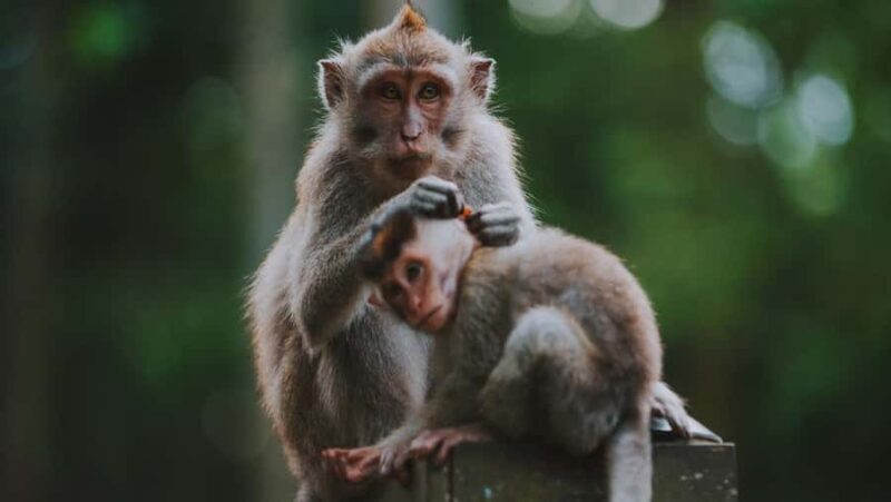 Ubud: Customized Ubud Fullday Tour With Private Driver - A Close Look at the Ubud Full-Day Tour