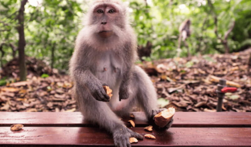 Ubud Day Tours (Private and All Inclusive) - Making Sense of the Itinerary