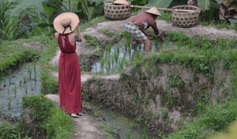 Ubud Day Tours (Private and All Inclusive) - Pricing and Value