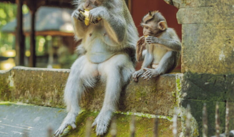 Ubud Day Tours (Private and All Inclusive) - Practical Tips for Travelers