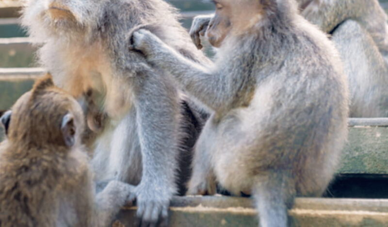 Ubud Day Tours (Private and All Inclusive) - FAQ