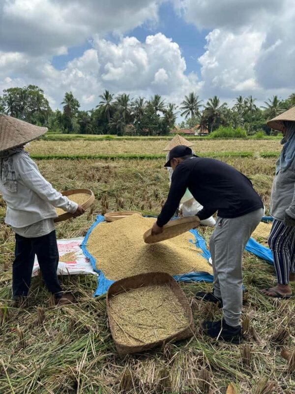 Ubud: Downhill Cycling with Volcano, Rice Terraces, and Meal - FAQ