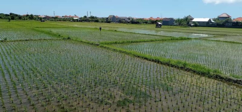 Ubud e-Bike Tour & Whitewater Rafting - Authenticity and Reviews