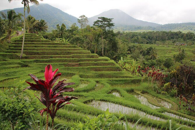 Ubud Essentials: Temples, Rice Terraces & Jungle Waterfalls - Practical Tips for Your Day