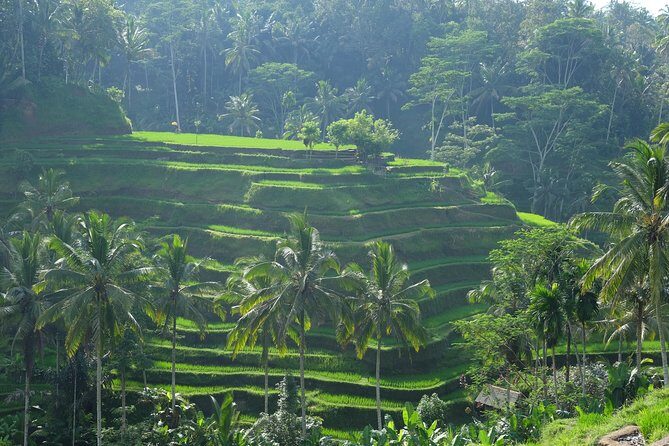 Ubud Experience ; Swing, Waterfalls, Art Market, Rice Terrace - A Closer Look at the Ubud Experience